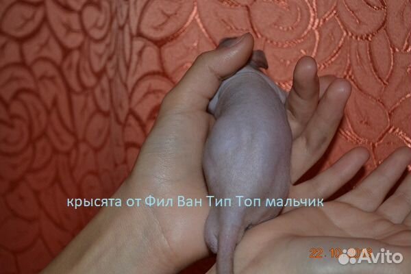 Крыс Крысенок Сфинкс Дамбо