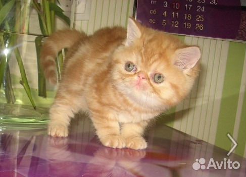 Экзотический котик и кошечка