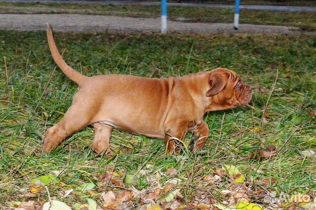 Щенок бордоского дога