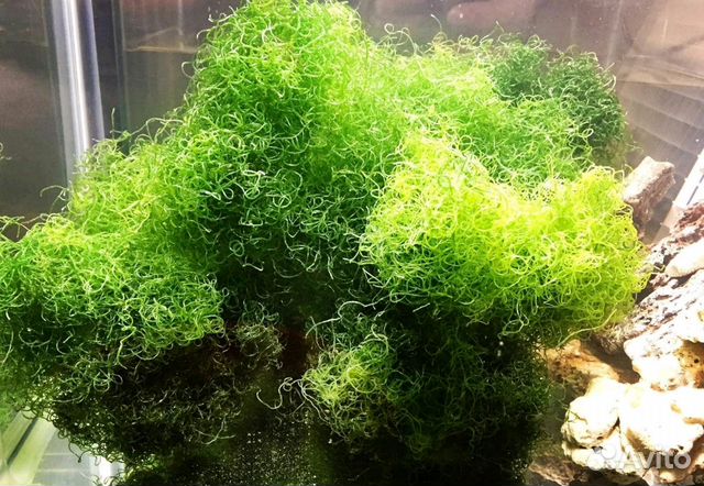 Морская водоросль Хетаморфа