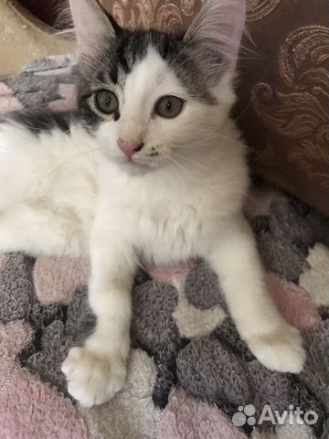 Кот, помесь с сибирской породой