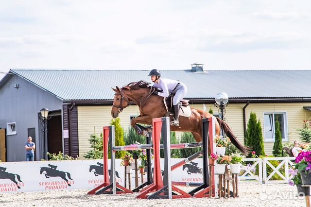 Турнирная кобыла