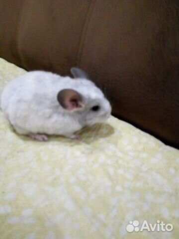 Шиншилла