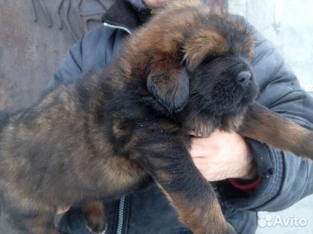 Метисы тибетского мастифа