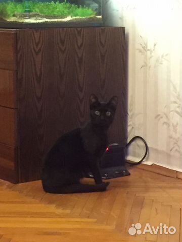 Котёнок мальчик чёрный 6 месяцев
