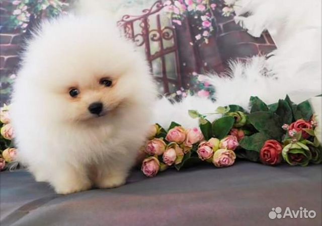 Померанского шпиц дев