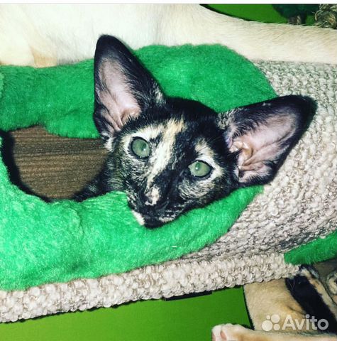 Яркая Ори-девочка