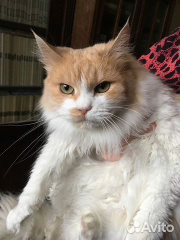 Смешная умильная Кутяпа ищет дом