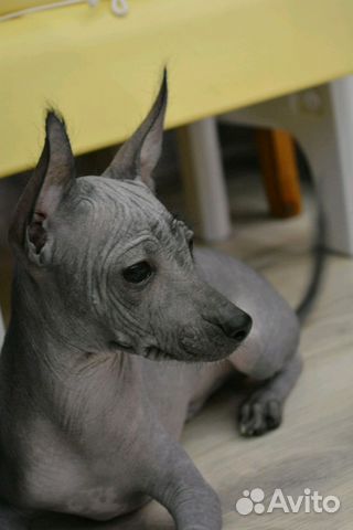 Роскошный мальчик мексиканской голой мини