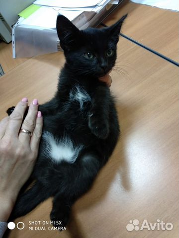 Чёрный котёнок, который приносит удачу
