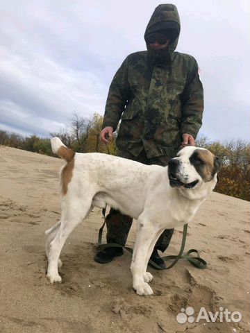 Азиатская овчарка Алабай Вязка