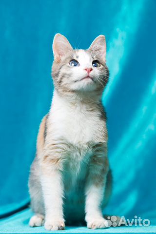 Особенный котёнок в дар