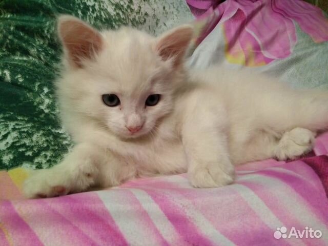 Котенок в хорошие руки