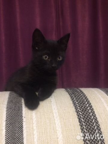 Малыш Боня ищет свой дом