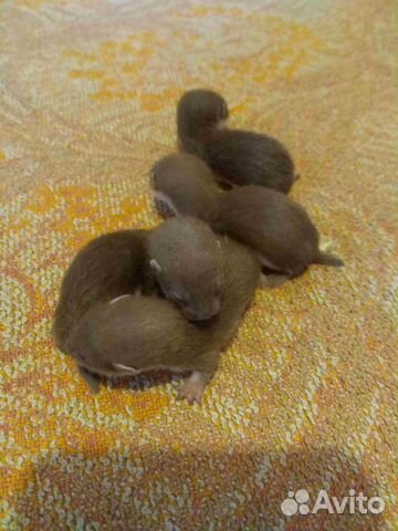 Ласка зверёк