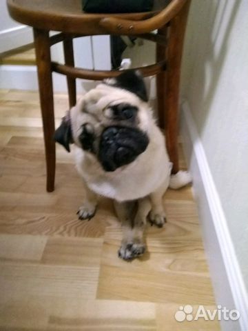 Отдам маленького мопса