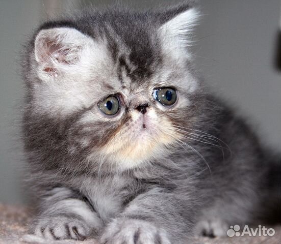 Котята Экзоты из питомника