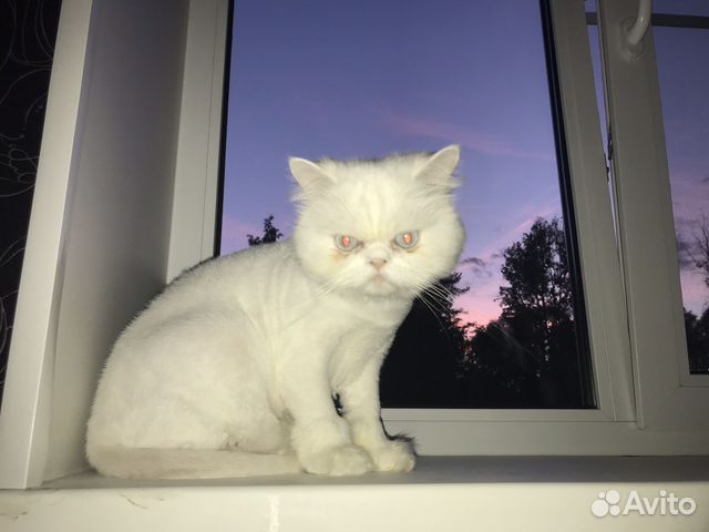 Шотландский скоттиш страйт