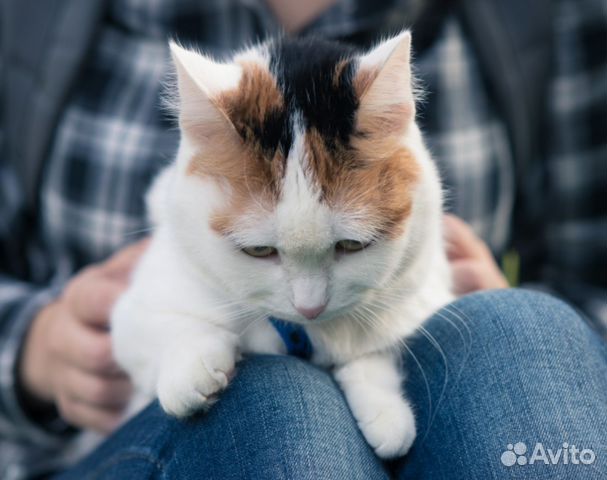Кошка Пончик ищет свою семью