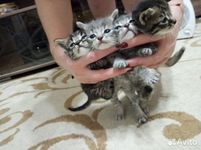 Котята (собираем на операцию кошке)