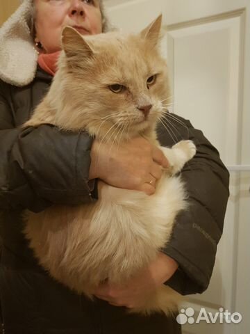 Кот Богатырь Рыжик ищет дом