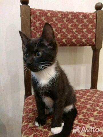 Кошечка котёнок черная