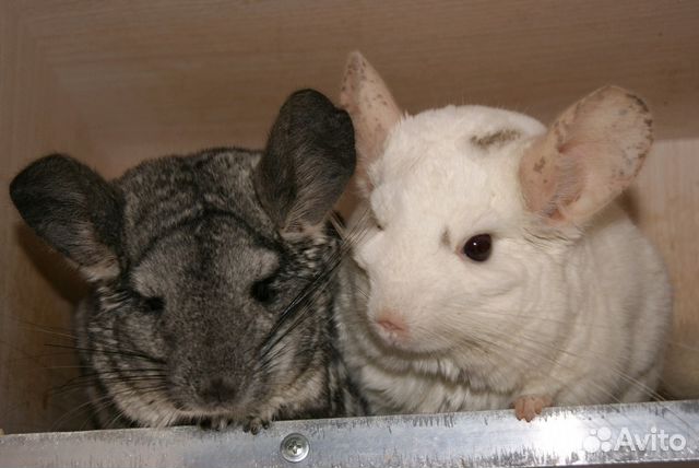 Шиншиллы (пара носителей Ангоры)