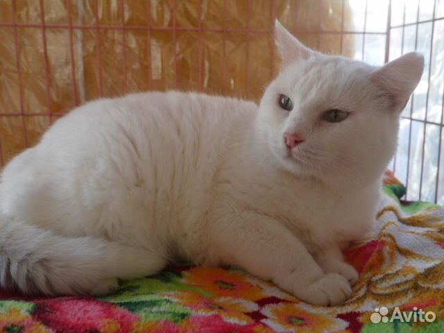 Рокси 1год(приют Шкода)