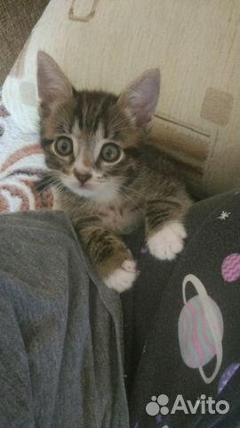 Тигренок в добрые руки