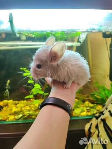 Шиншилла