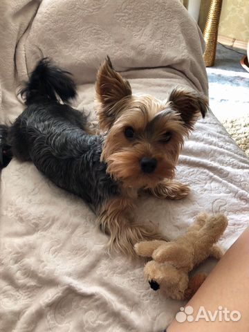 Отдам Йоркширского терьера