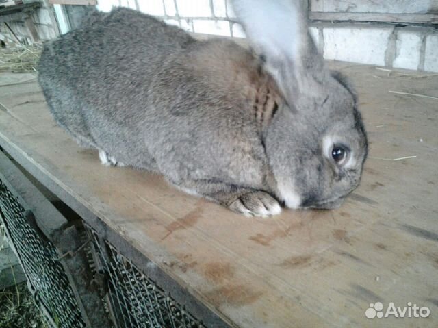Продаются рабочие самцы кроликов