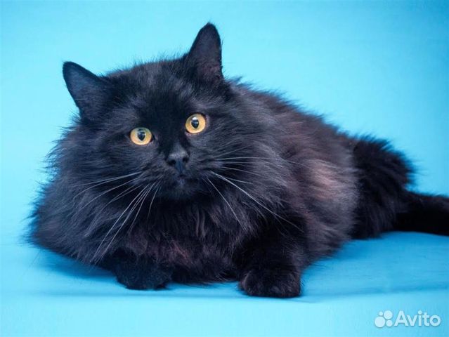 Отдам даром годовалого кота