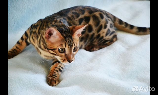 Бенгальские котята 3,5 мес и 1,5 мес