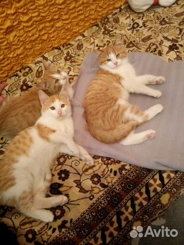 Котята