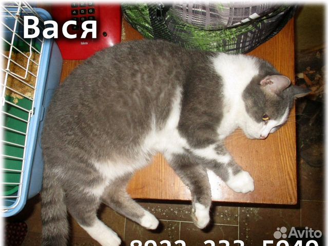 Вася в добрые руки