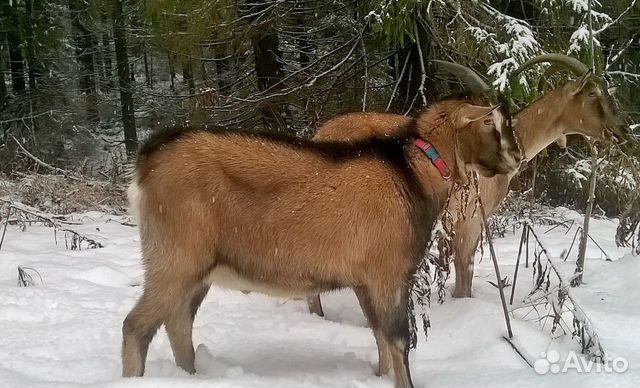 Племенной альпийский козлик