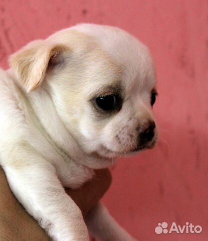 Белоснежные чихуахуа и 7 шоколадных гнома