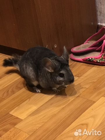 Шиншилла