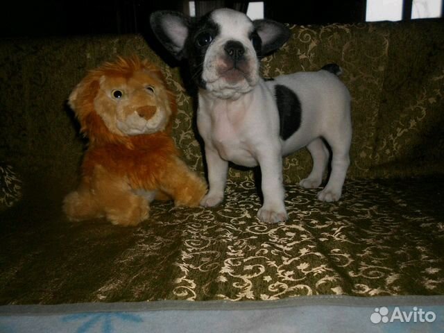 Французский бульдог, щенок
