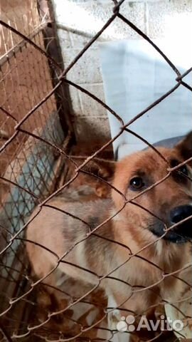 Собаки со щенками в пункте отлова