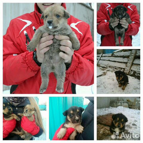 8 замечательных щенков ищут любящих хозяев