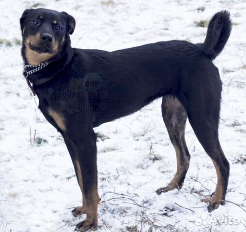 Метис с ротвейлером в поисках дома