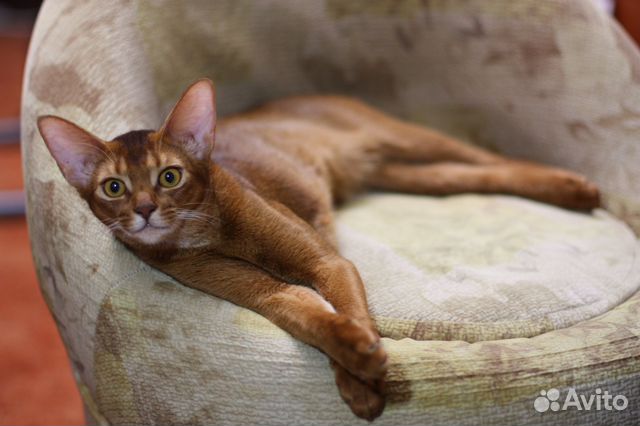 Абиссинские котята