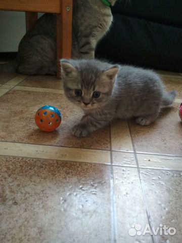 Шотландские малыши