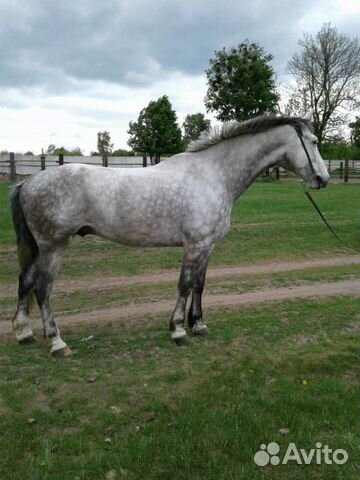 Мистер Рипли