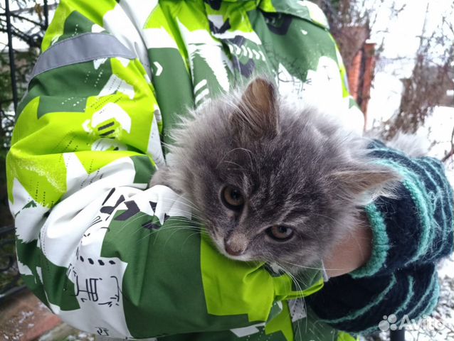 Котята сибирской кошки