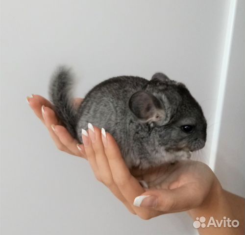 Продам шиншиллу