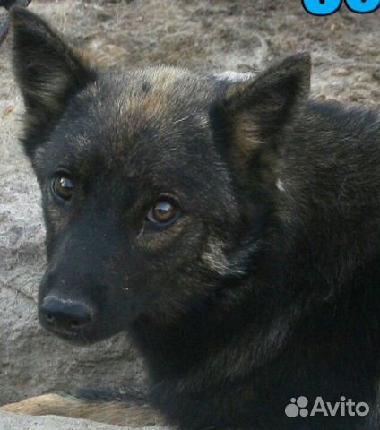 Лисенок (чернобурка) хочет жить