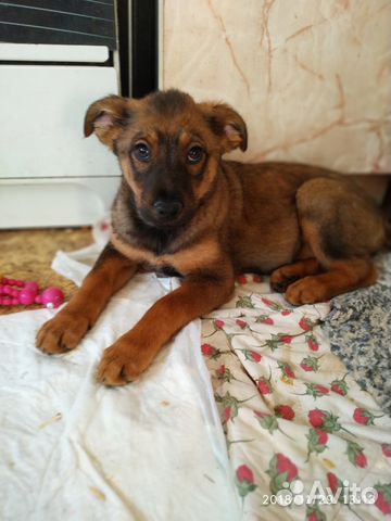 Ищут дом девочки